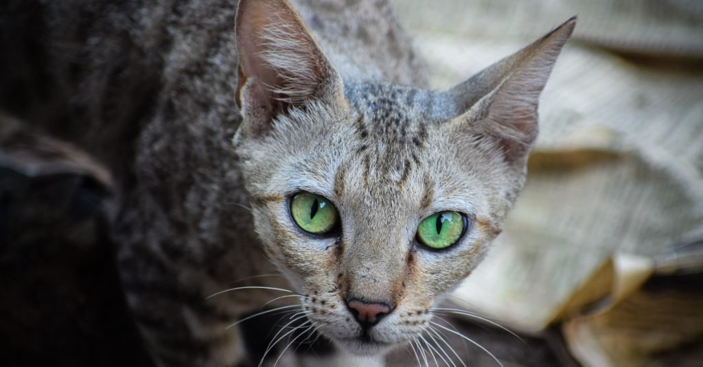 Australian Mist Cat Breed: The Cat that Barely Sheds