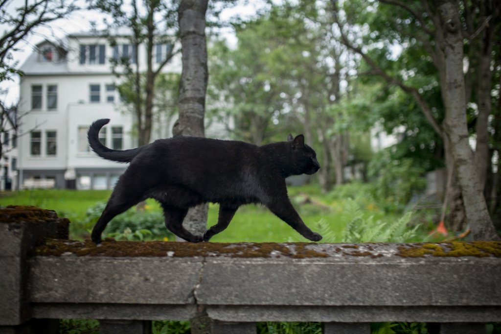 Mit csinál a macska, amikor nincs otthon? | We Love Catz