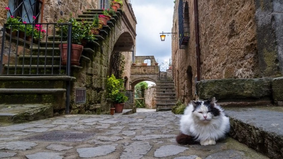 In this fairytale Italian village, there are more cats than people