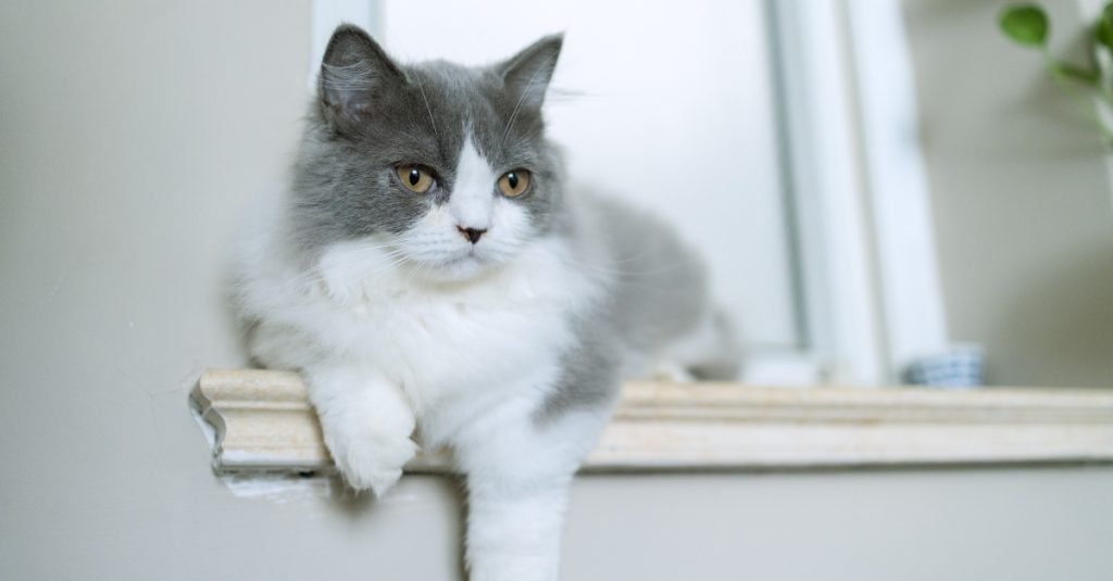 Minuet Cat Breed: The Baby-Faced Lilliputian | We Love Catz