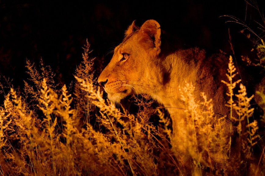 He was the last Barbary lion in the wild: here is the photo