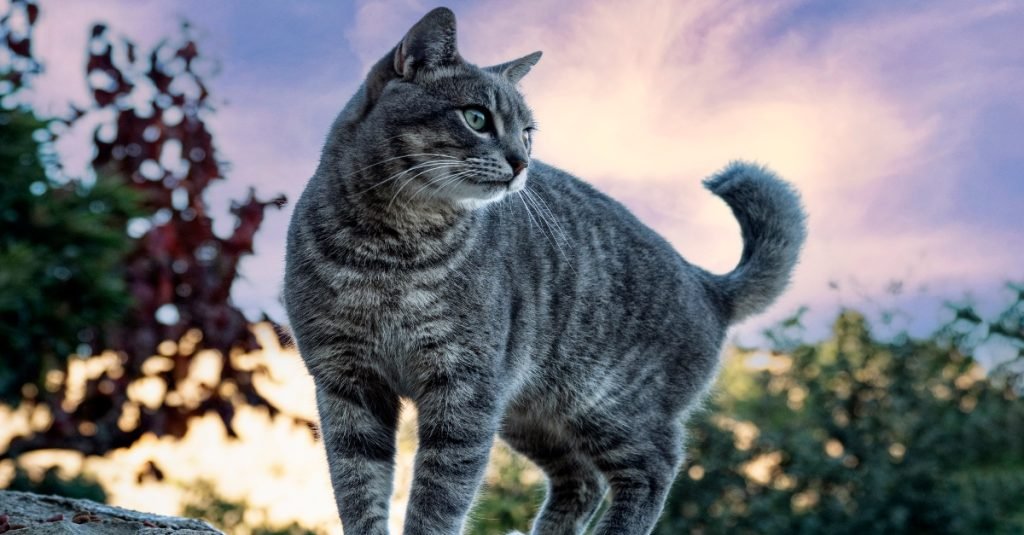Hogyan válnak a macskák cirmossá? | We Love Catz
