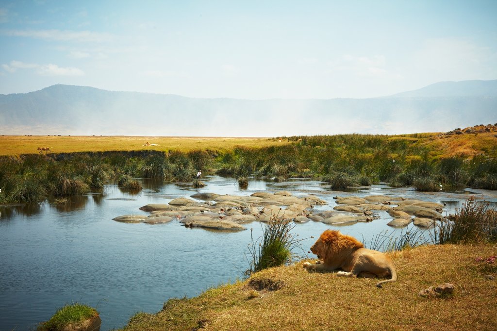 Ancient roots of the king of the savanna: the evolution of the lion ...