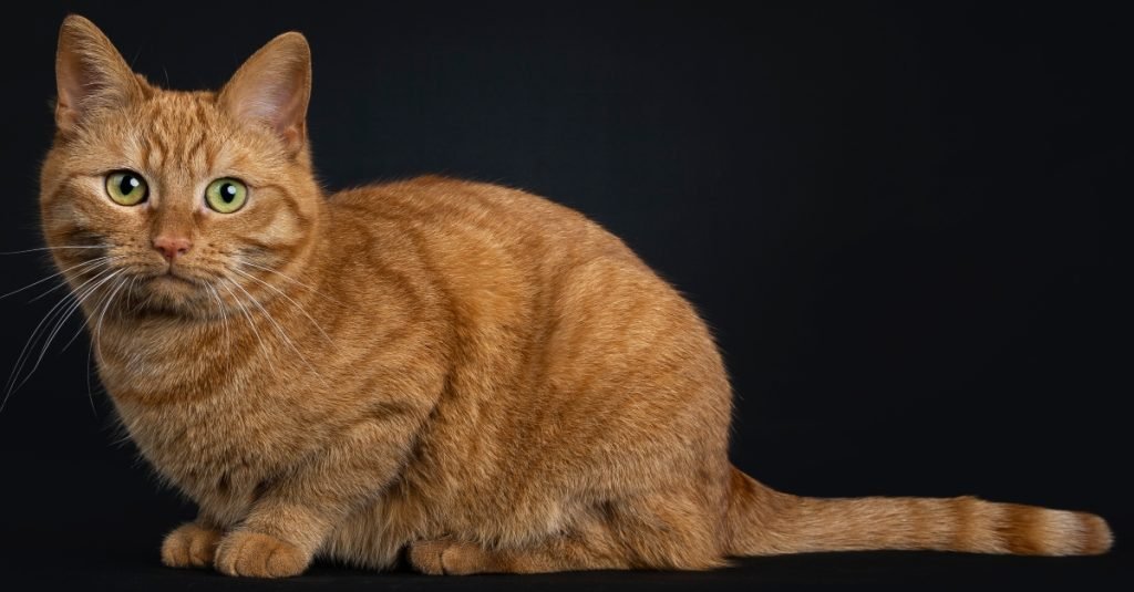 European Shorthair Cat Breed: The Modern Age’s Classic Mouser