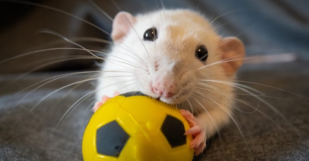 Unique video of cat and hamster having a snack together