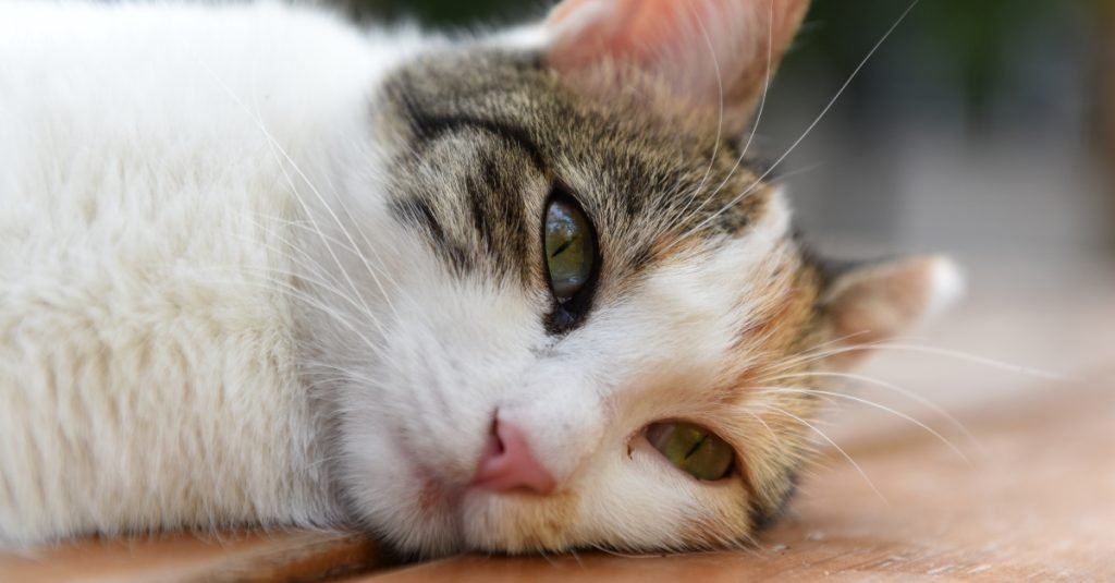Így gyászol a macska | We Love Catz