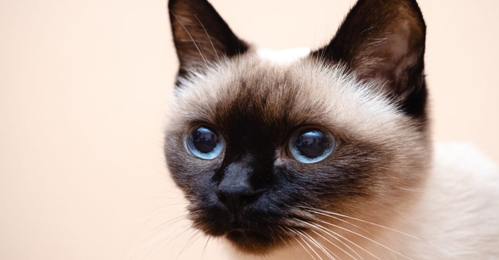 Toybob Cat Breed: The Smallest Known Cat Breed | We Love Catz