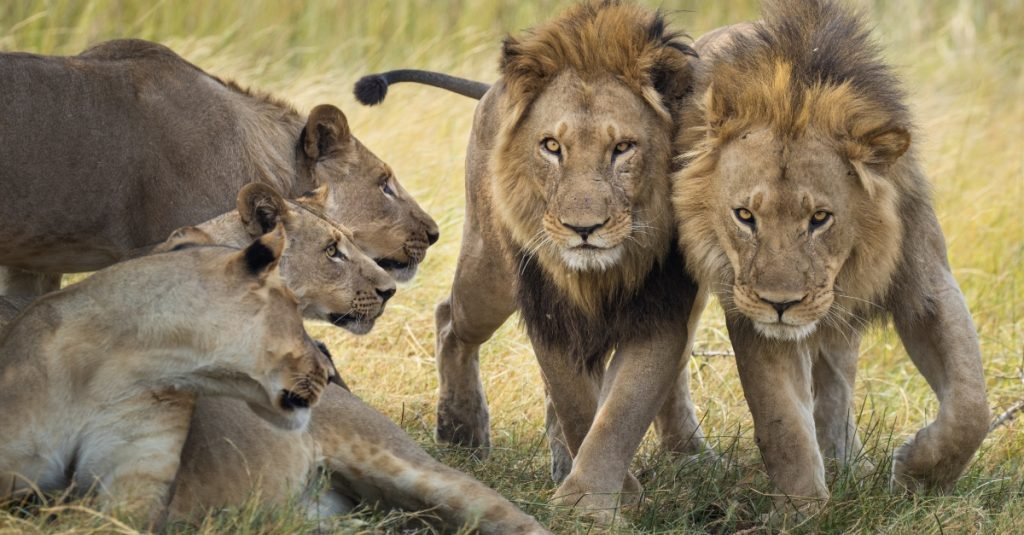 What is the difference between Asiatic and African lions?
