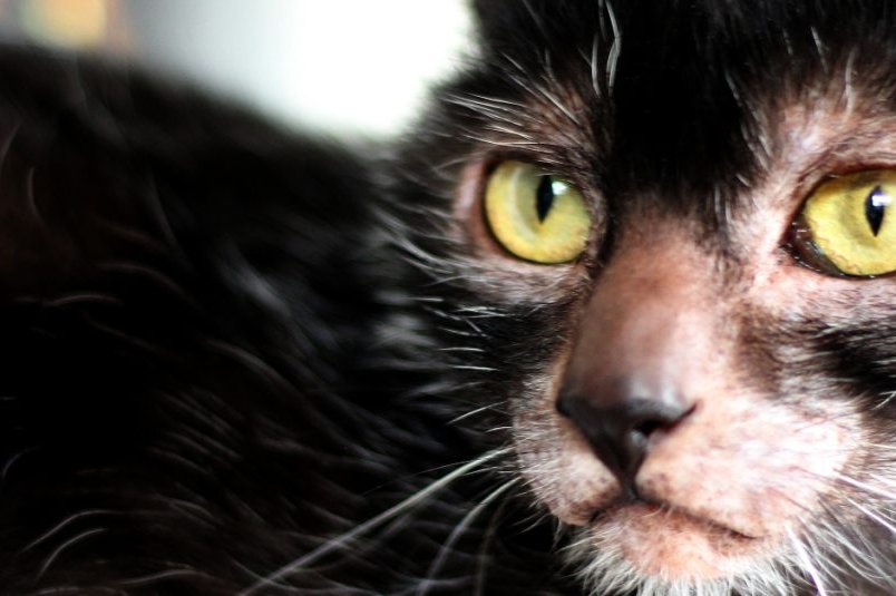 Carpathian Cat: The First Hungarian-Related Cat Breed