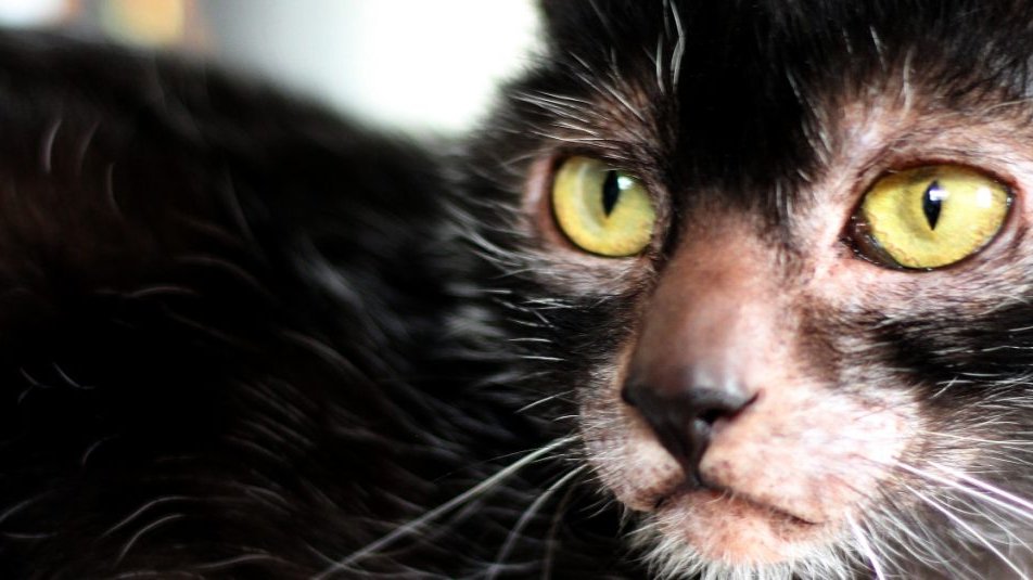 Carpathian Cat: The First Hungarian-Related Cat Breed