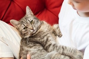 Az afrikai cibetmacska: mi köze van a világ legdrágább kávéjához?