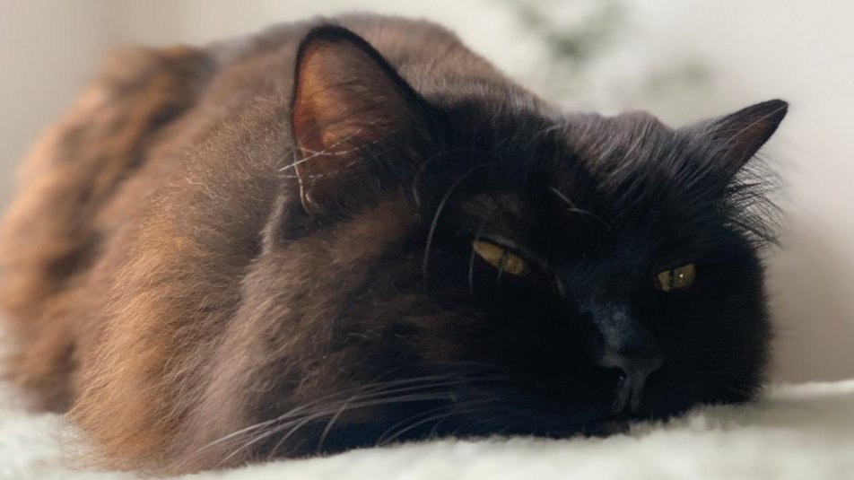 Why Do Cats Take the "Loaf" Position?