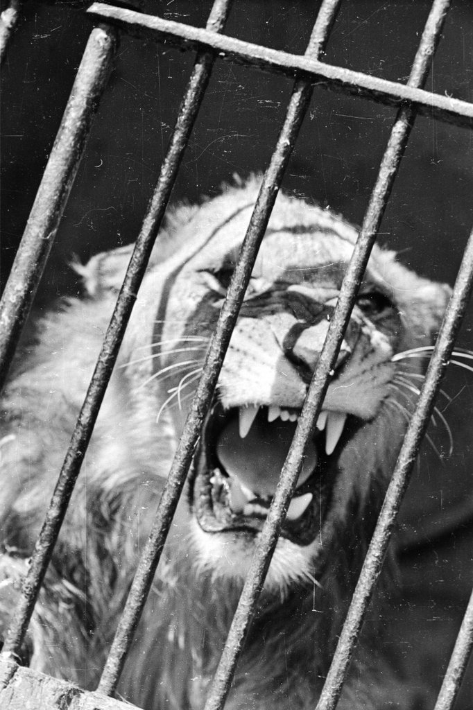 The Shocking History of Lion Taming | We Love Catz