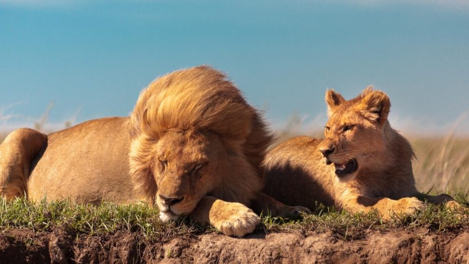 Ancient roots of the king of the savanna: the evolution of the lion
