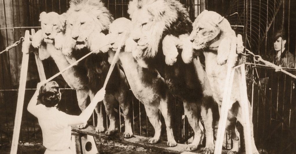 The Shocking History of Lion Taming | We Love Catz