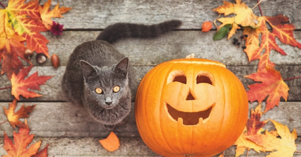Lenyűgöző macskás tökfaragás ötletek halloweenre
