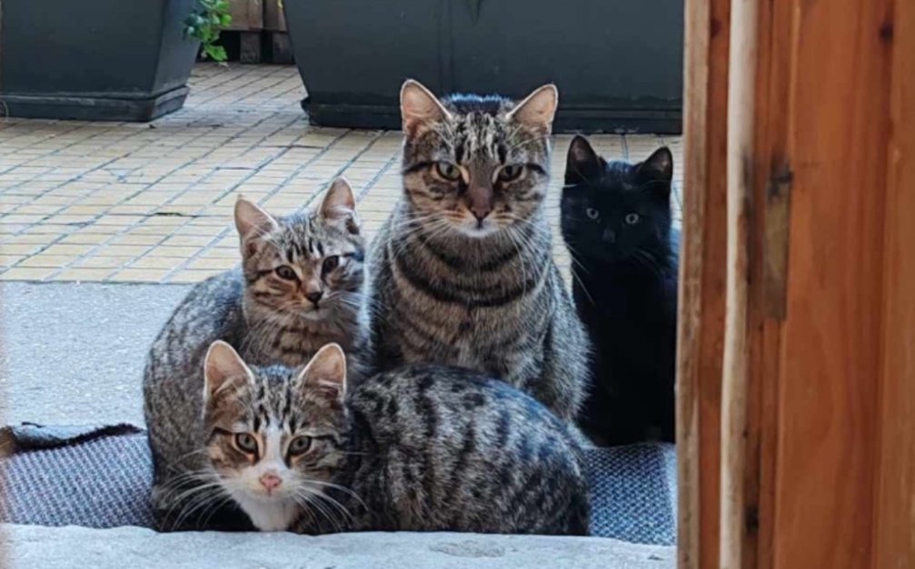 A legnépszerűbb cicanevek a világon: a bunda színe is számít! | We Love ...