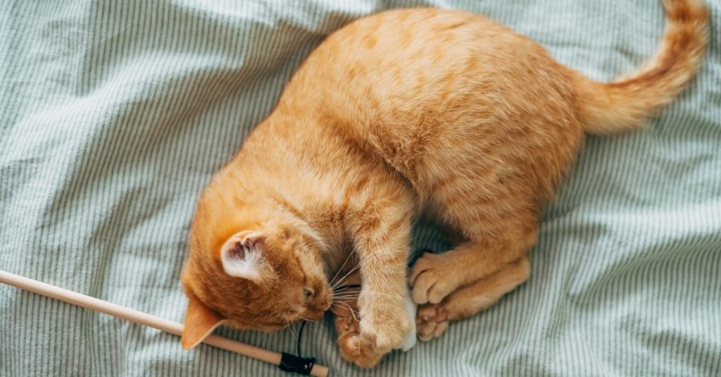 Why Does a Cat Kick Its Own Face?