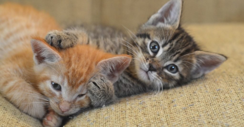 This Is How Growing Up with Siblings Affects a Cat | We Love Catz