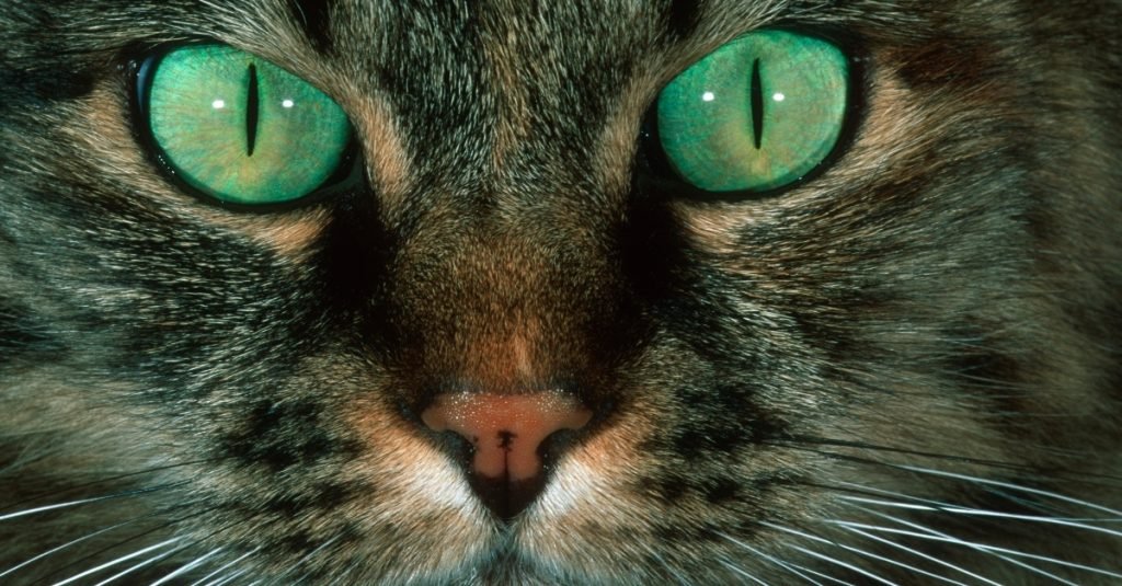 What Does a Cat’s Gaze Reveal?