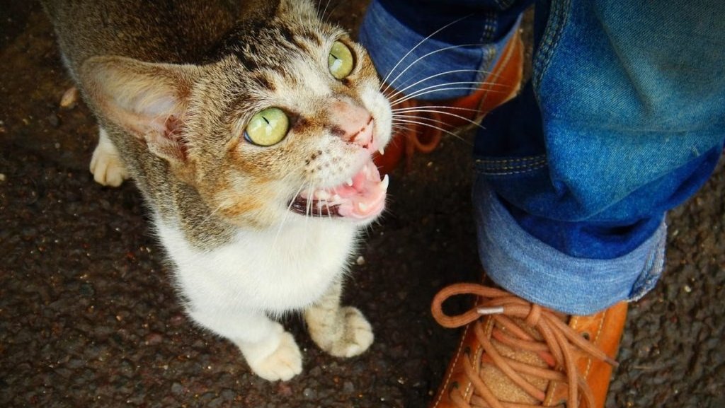 Cats Have Good Reason to Meow Only at Humans