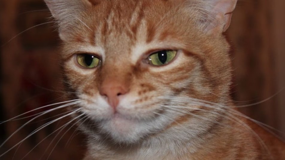 How Long Does an Average House Cat Live?