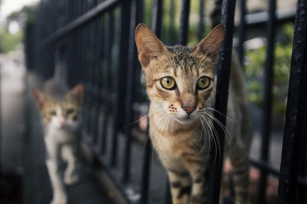 A new study has revealed what can help cats live longer | We Love Catz