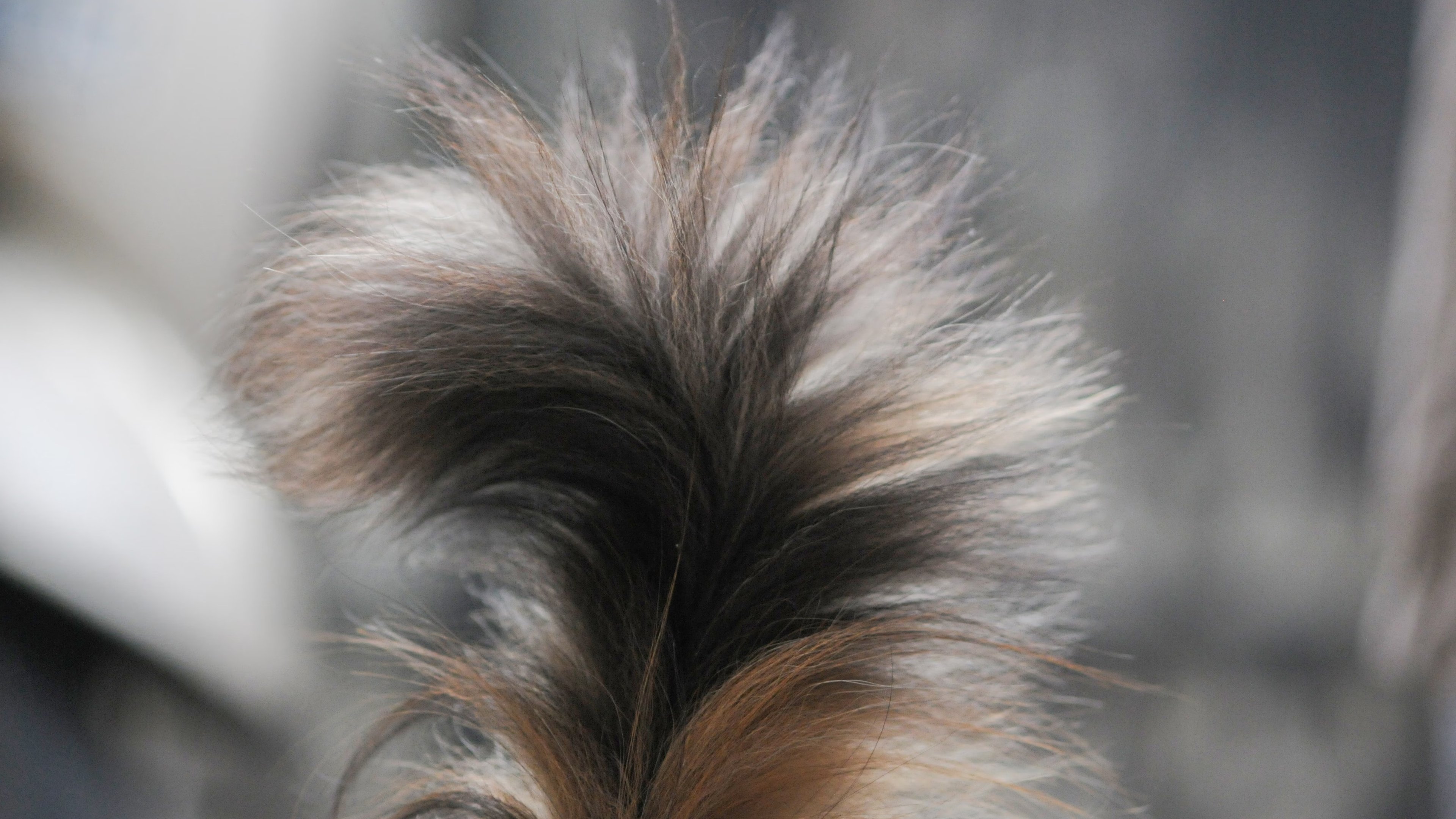 New World Record: Mr. Pugsley Becomes the Cat with the Longest Tail