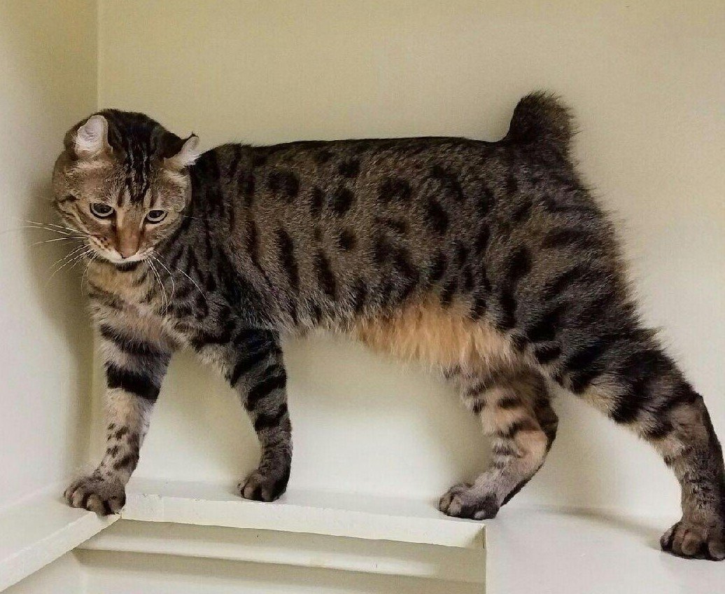 These Special New Cat Breeds Were Accepted In 2025