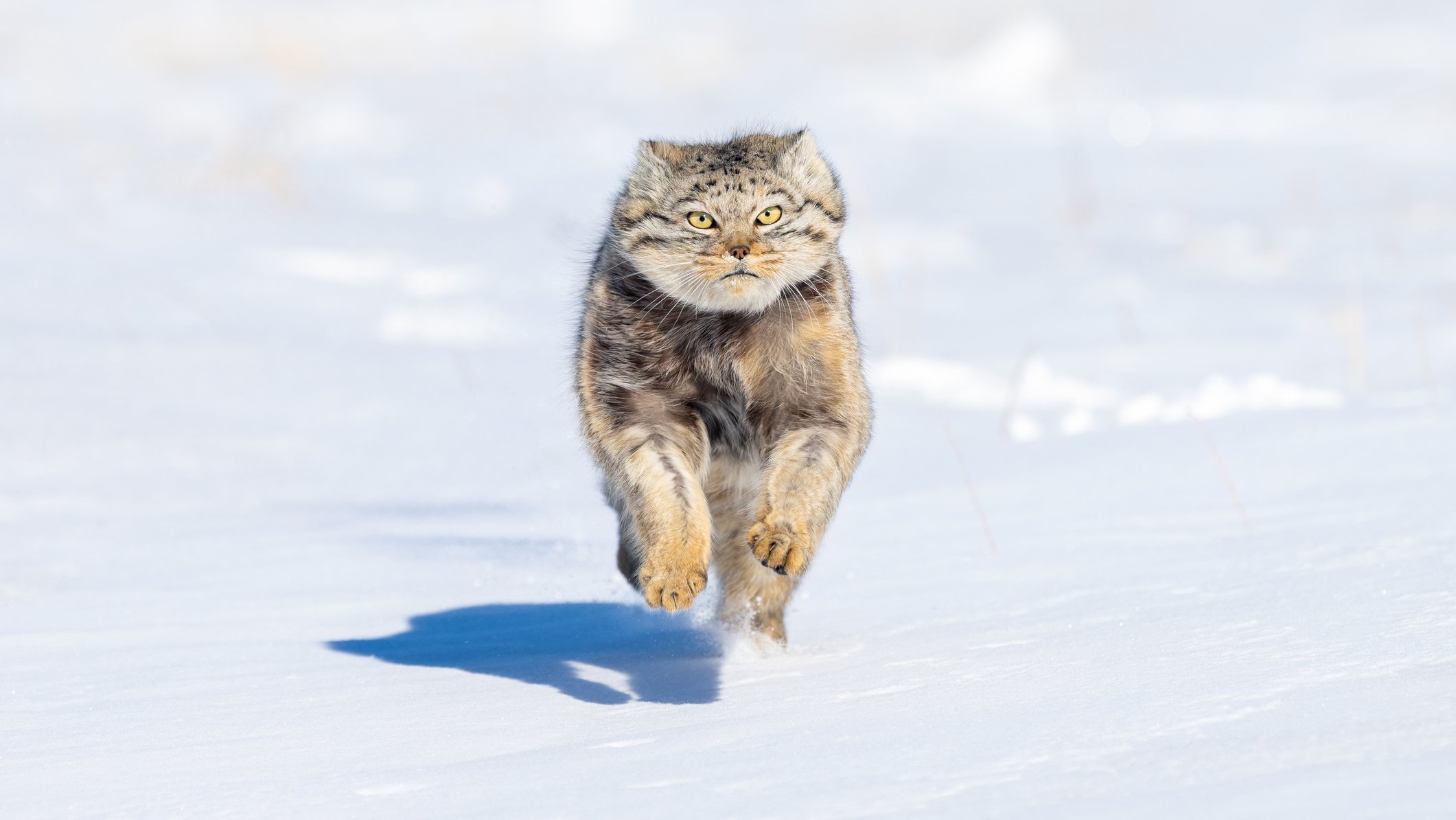 You Have Never Seen Such A Grumpy Cat! Breathtaking Footage From The ...