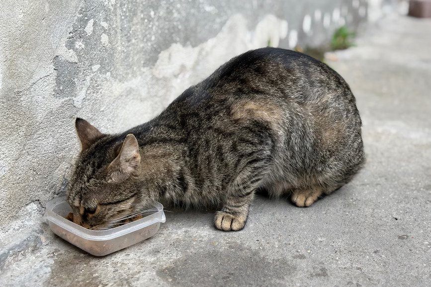 How to Help Stray Cats in the Cold if You Can’t Take Them In