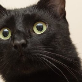 Carpathian Cat: The First Hungarian-Related Cat Breed