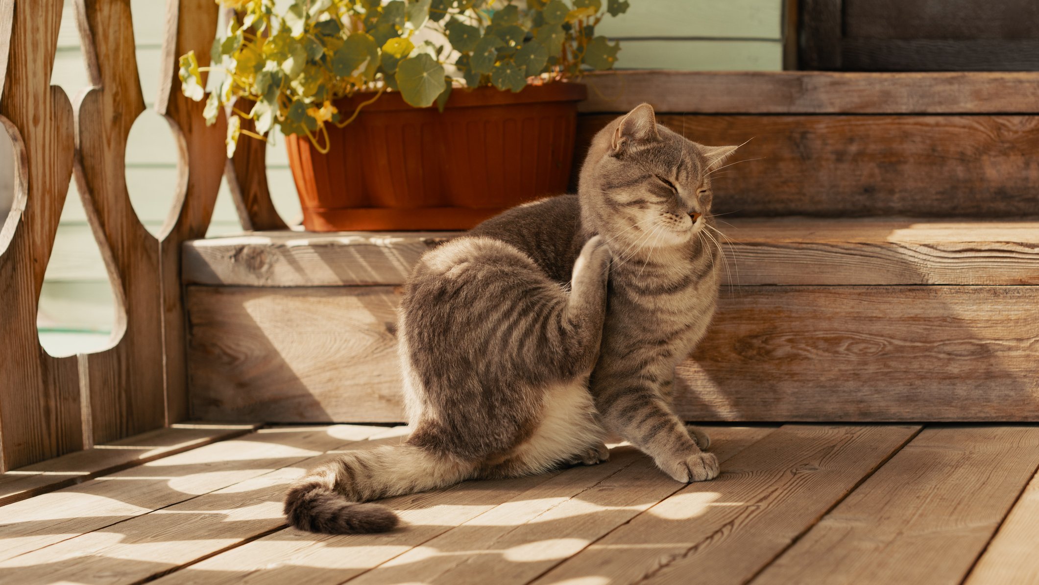 8 reasons why a cat may scratch a lot: it must be taken seriously!