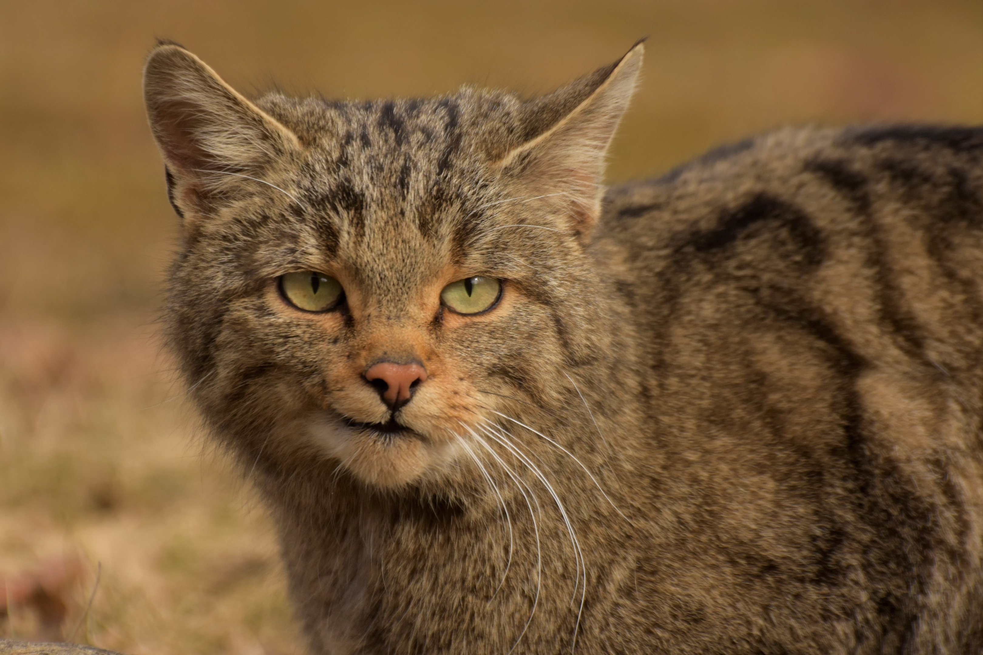 This Is How the Wildcat Drove Away the Fox: The Conflict Caught on ...