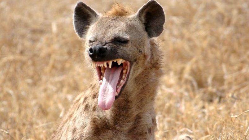 Why Female Hyenas Grow a Pseudopenis